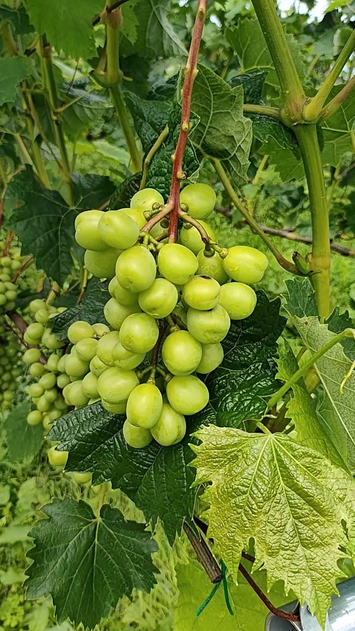 grape and stem Object Detection Dataset by Taichi Kitamura