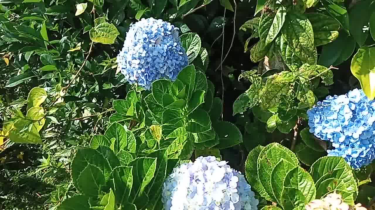 Test Flower Dataset Object Detection Dataset By Andrei Bulzan2005