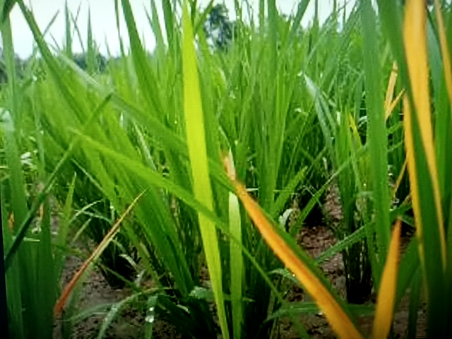 rice leaf classification Classification Dataset (v6, 2025-06-18 7:59pm ...