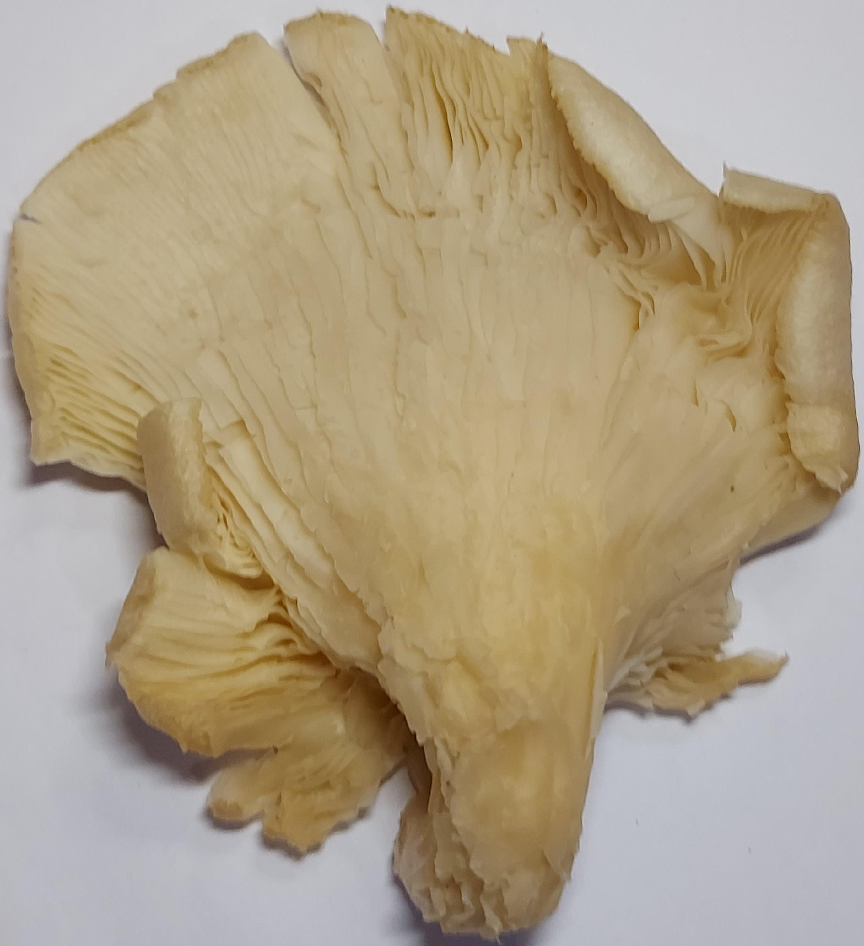mushroom_classification_v3 Classification Model by oyster mushroom