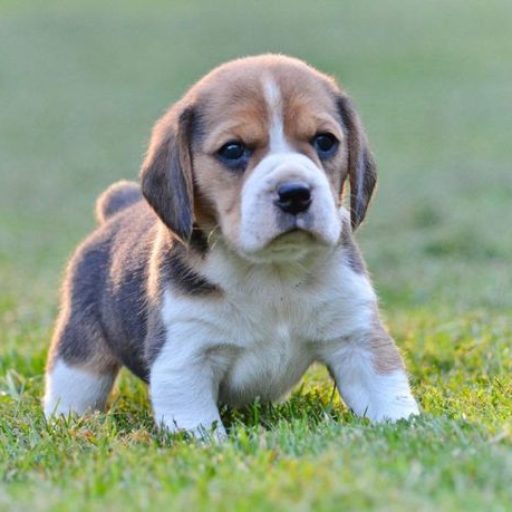 Object Dtection Object Detection Dataset And Pre Trained Model By Aum