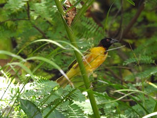 Red billed quelea Object Detection Dataset and Pre-Trained Model by project