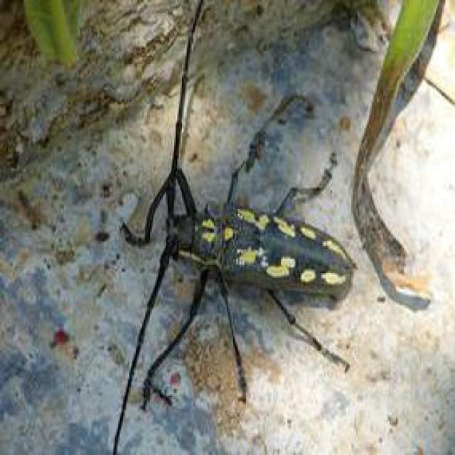 Insect Detection Object Detection Dataset V2 2024 08 02 11 22am By Fyp