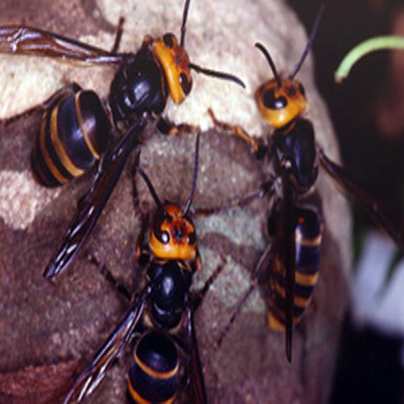 iCrawlerHornet Object Detection Dataset by aaa