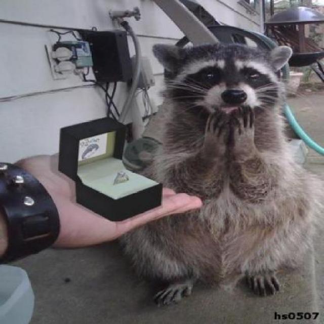 raccoon Object Detection Dataset by firsttry