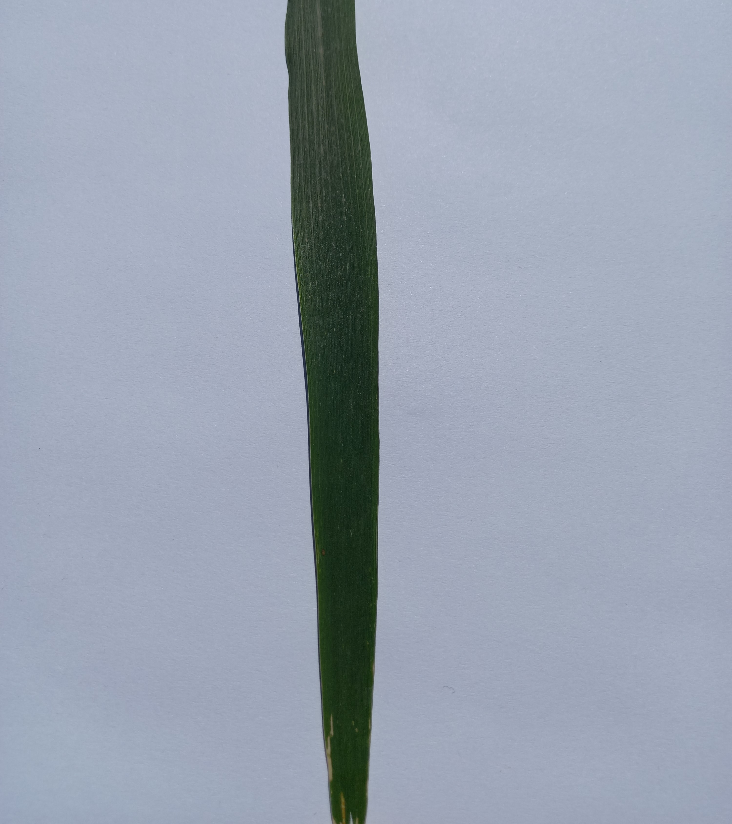 Healthy Leaf Augmentation Object Detection Dataset And Pre Trained