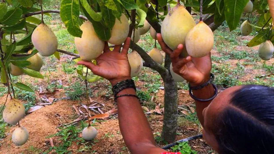 Ripe Mango Detection From Tree Object Detection Model By Mahidol