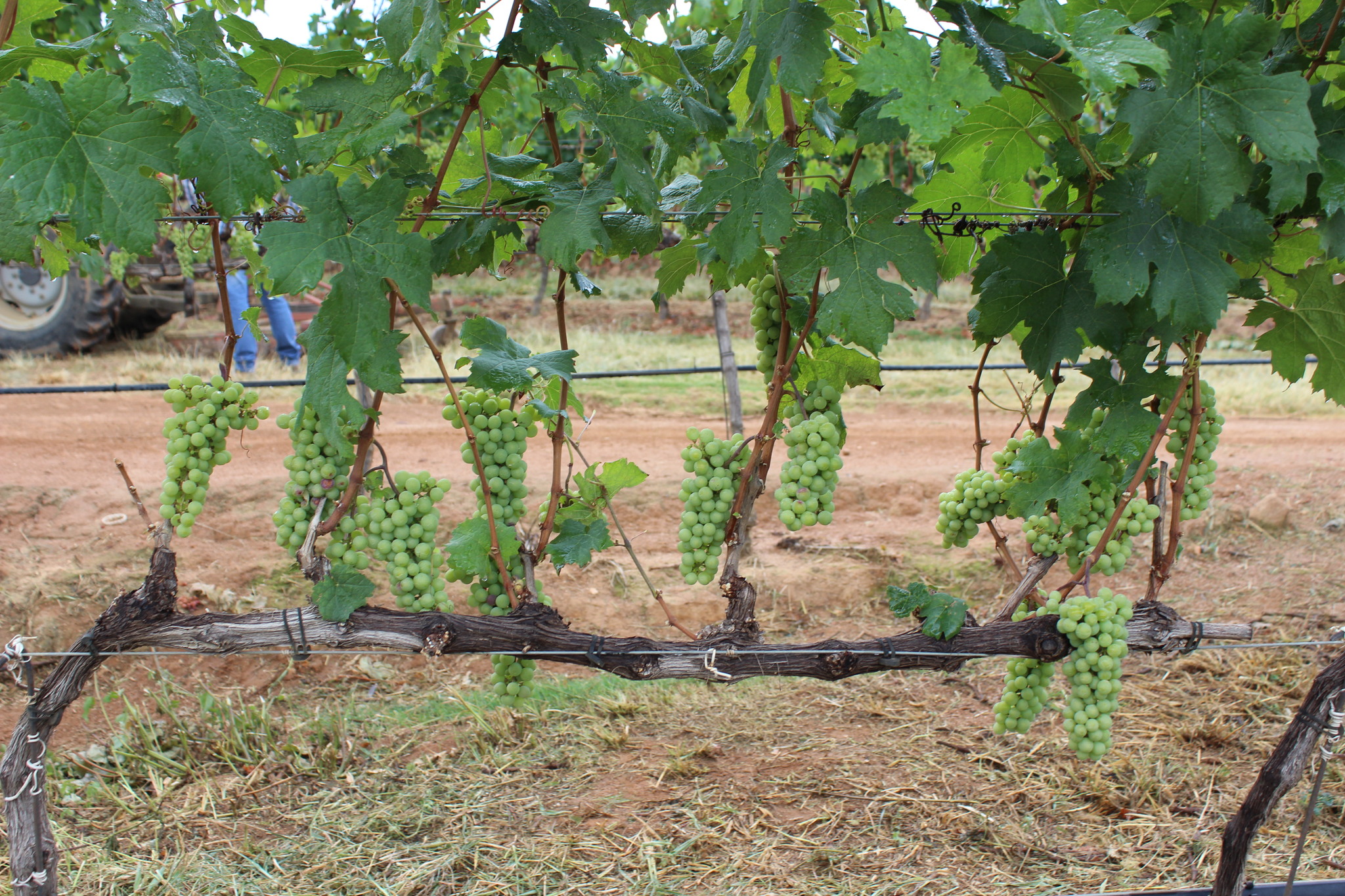 yolov8wgisd Instance Segmentation Dataset by yolov8