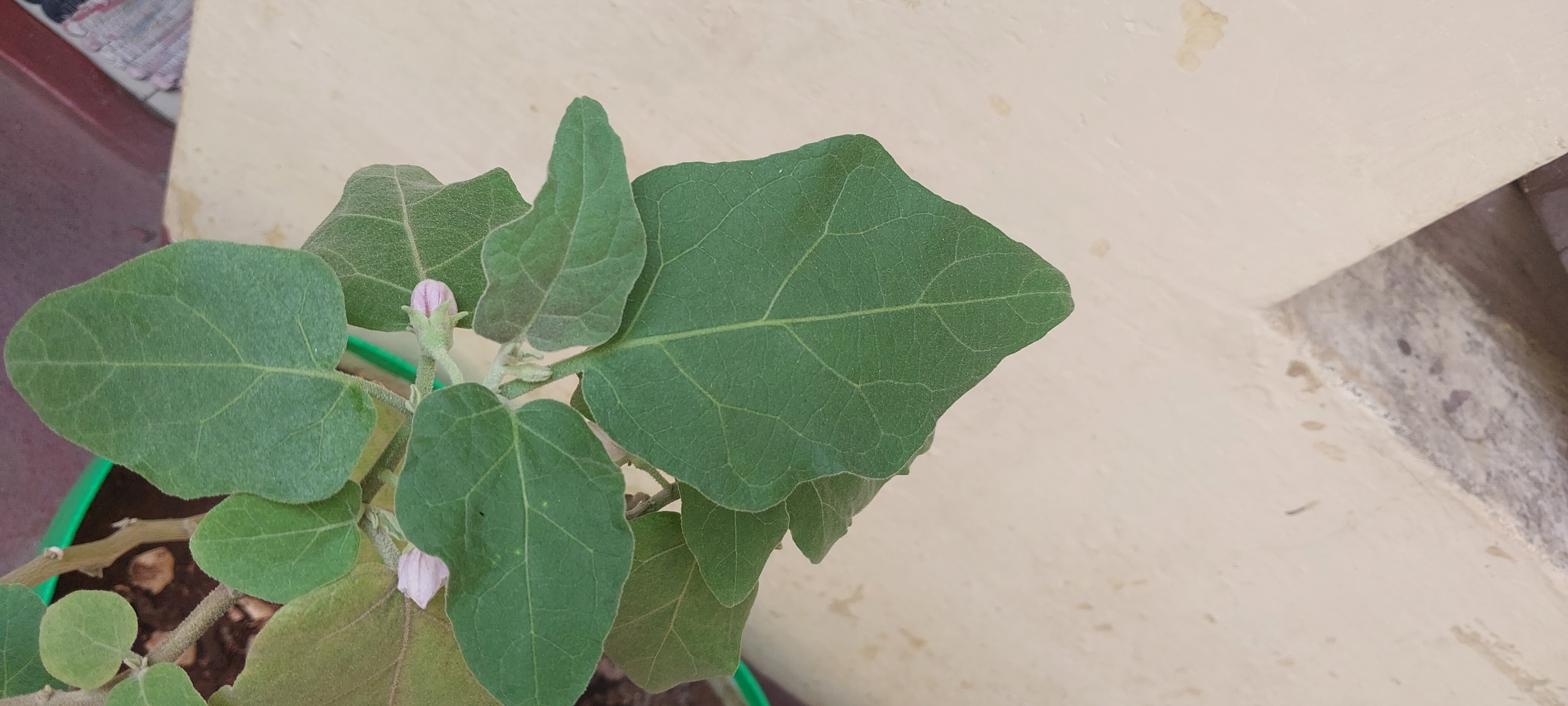 cotton leaf Object Detection Model by Vivekanandha College of Engineering for Women