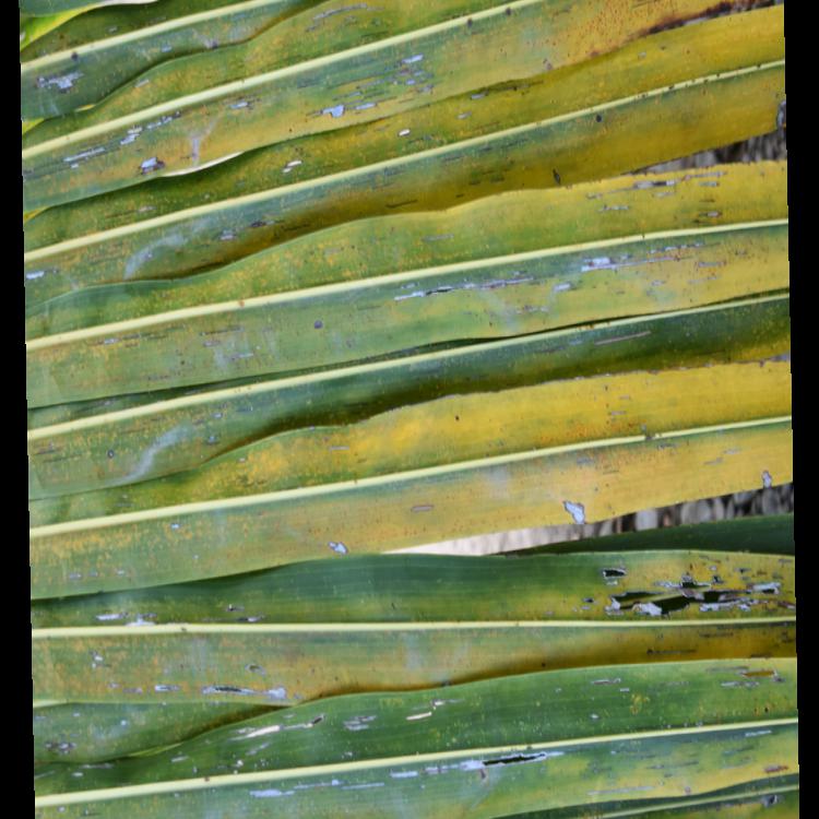 How to Use the example Classification API