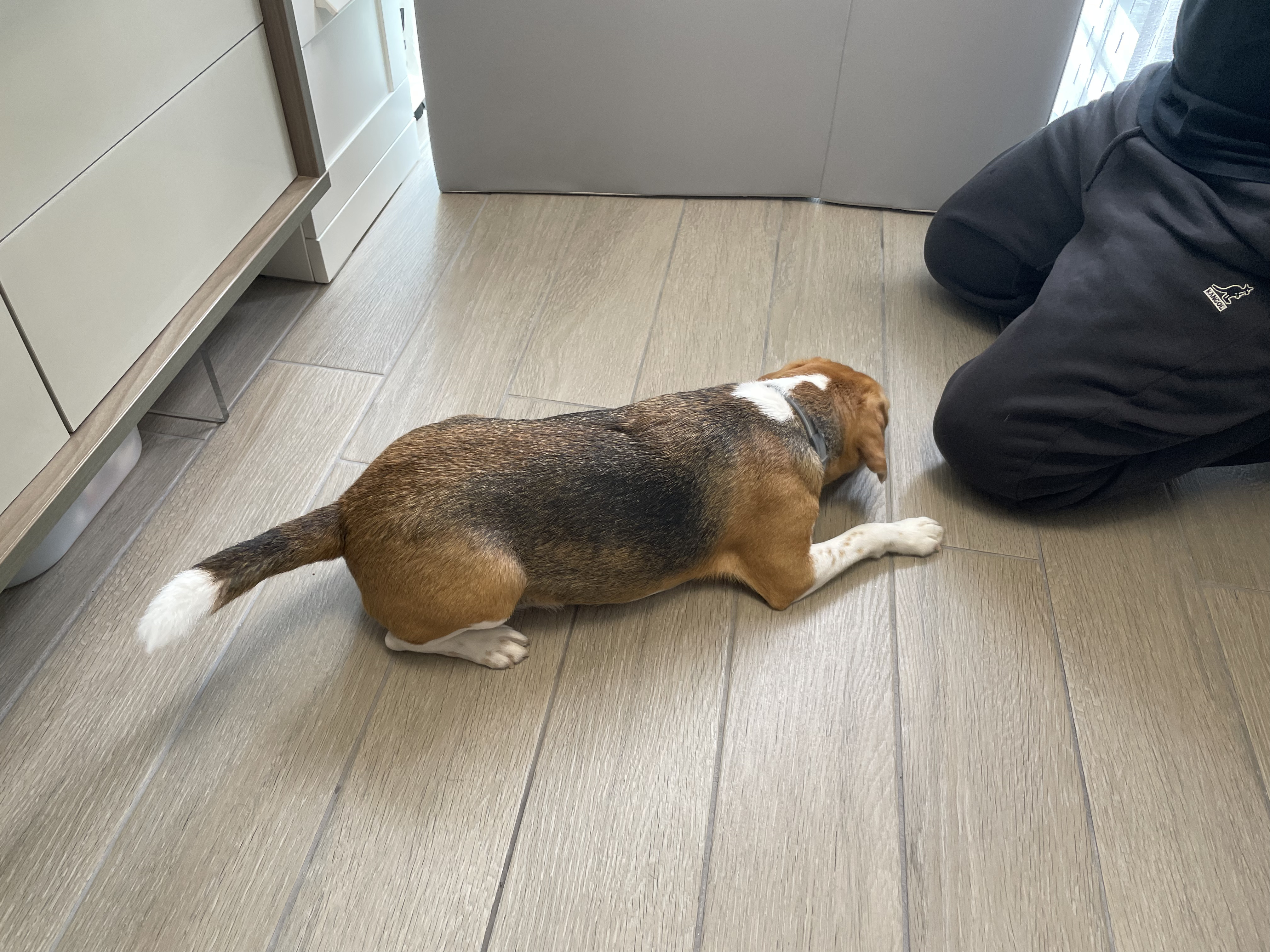 DOG-POSE Keypoint Detection Dataset by IVE