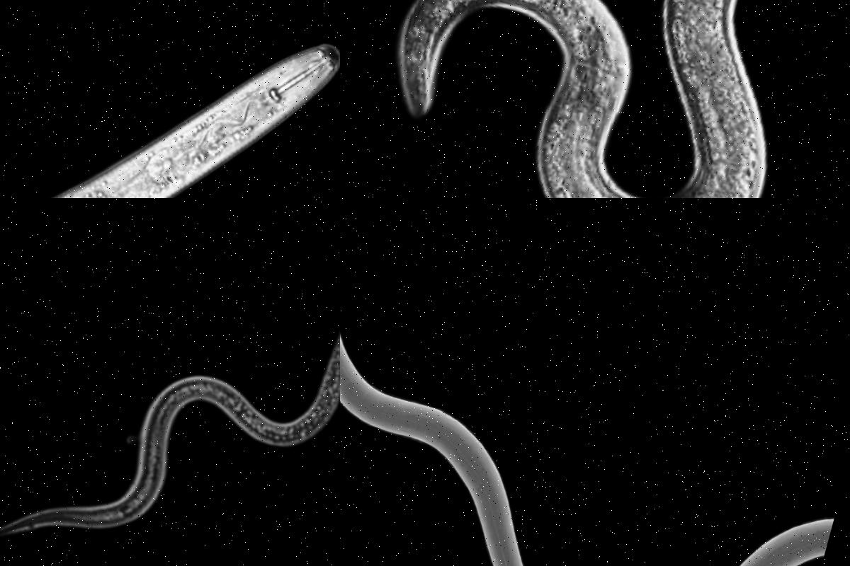 Worm Pose Estimation Object Detection Object Detection Dataset By