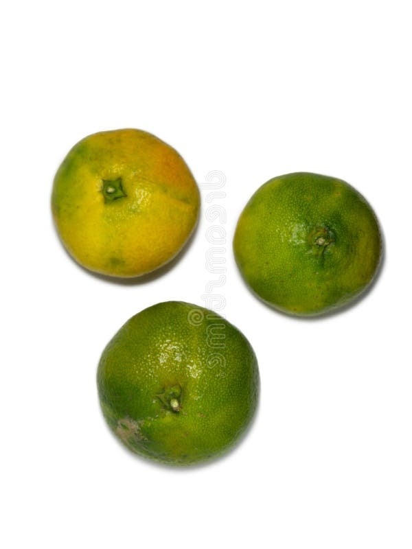 Klasifikasi jeruk Object Detection Dataset by Arcana