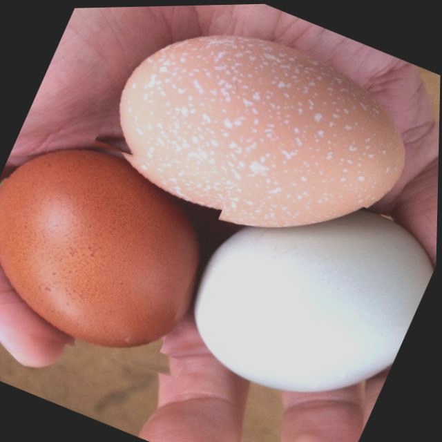 Egg segmentation in poultry industry based on color Object Detection Model by Innodatatic