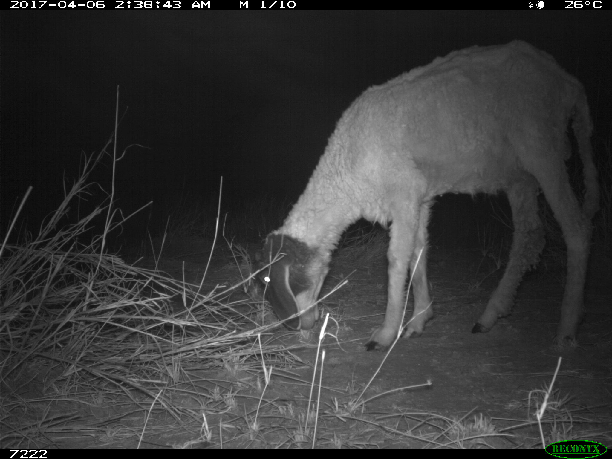 GoAT Object Detection Dataset by camera trap ver 2