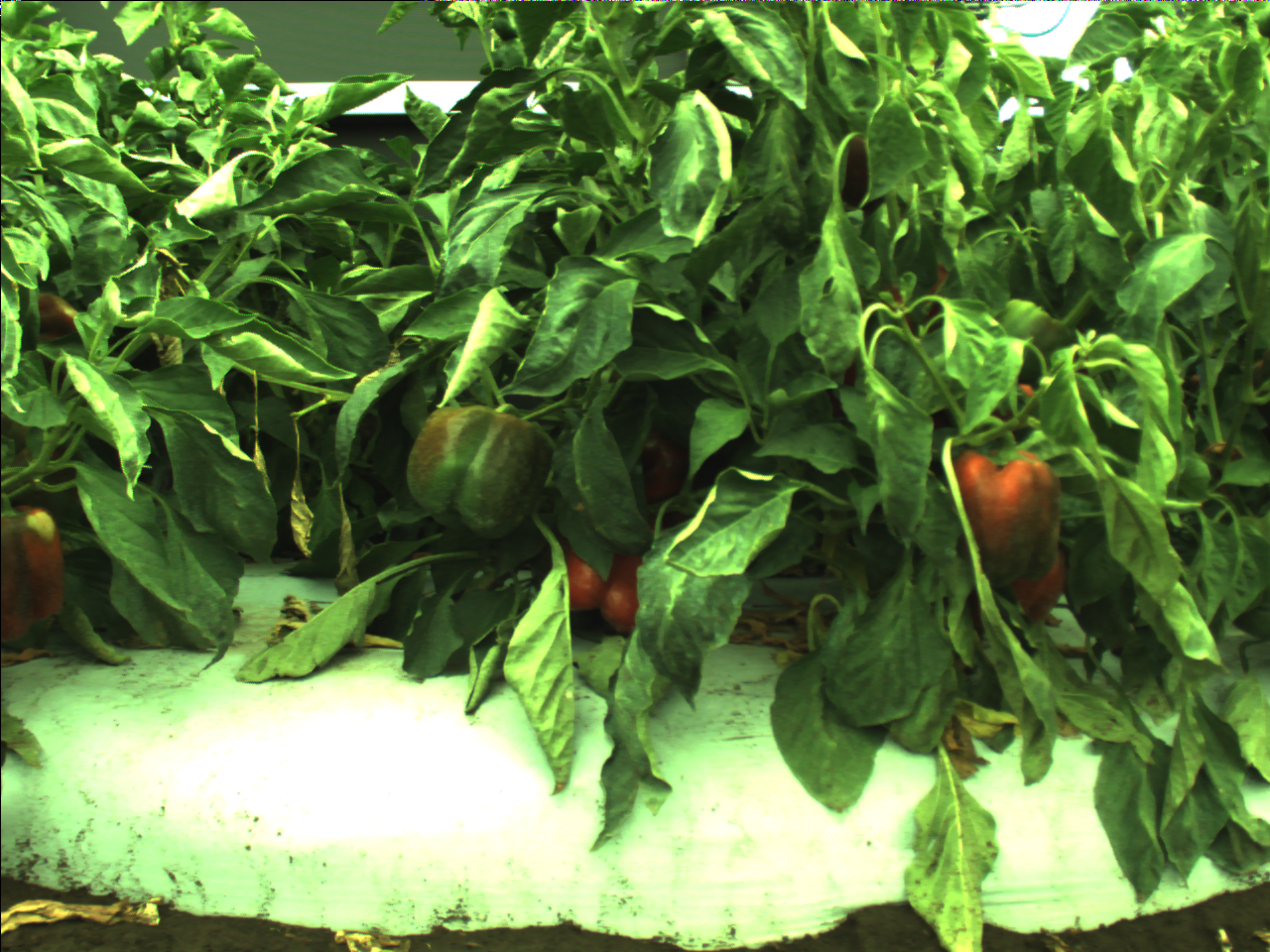 Capsicum Detection Object Detection Model by IIT Kharagpur