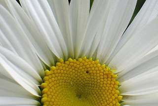 Flowers Object Detection Dataset by Machine Learning