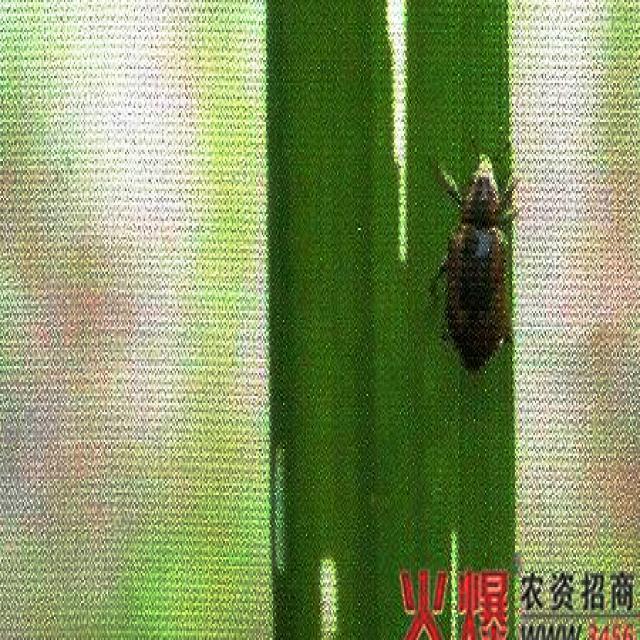 Bug-Ai Object Detection Model by BugsAi