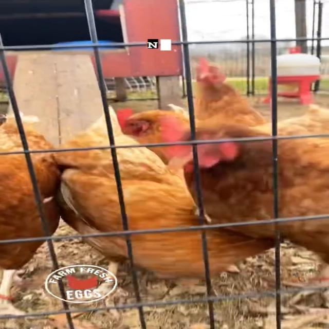 Like Egg Detection Mixed Eggs Egg Detection Model 4wo1k Roboflow Universe Search