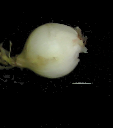 onion_size Instance Segmentation Model by Onritme