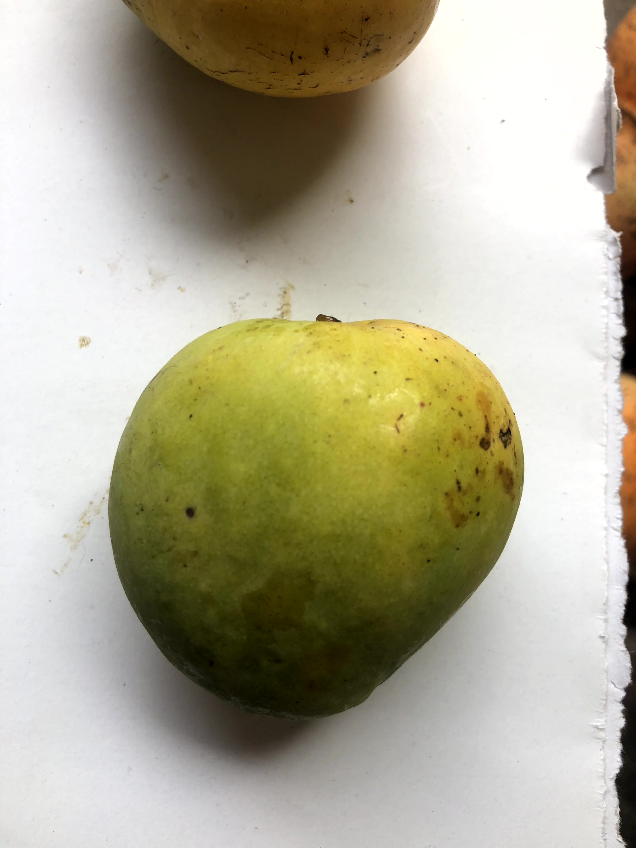 MangoWise Instance Segmentation Dataset and Pre-Trained Model by MangoWise