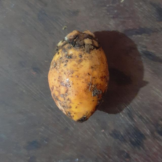 Meyve Sebze Tespiti Object Detection Dataset And Pre Trained Model By Bitirme