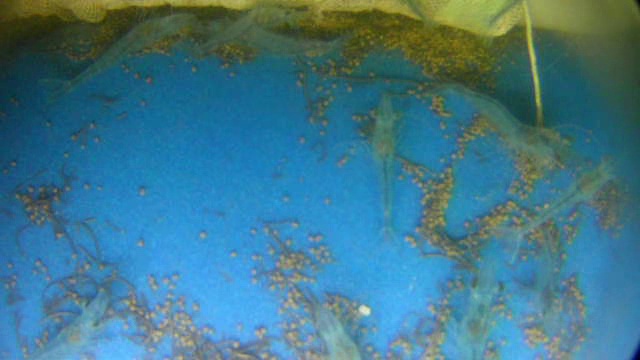 Shrimp Detection Object Detection Dataset By Shrimp Larvae Count
