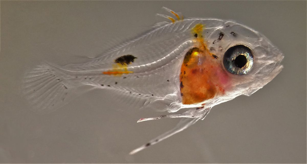 zebrafish_larvae Instance Segmentation Dataset by Prithivi2006