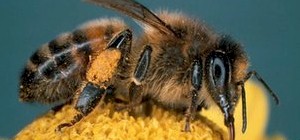 harmful-pests Object Detection Dataset and Pre-Trained Model by data scientist