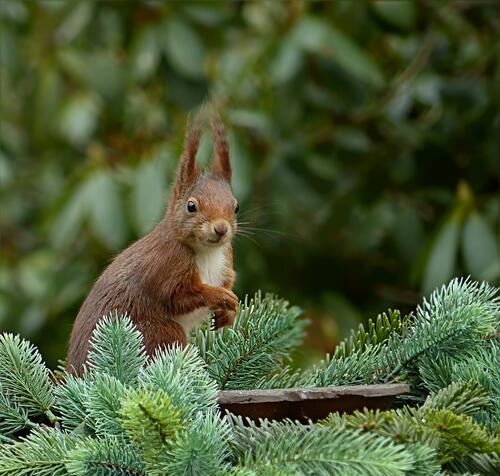 Squirrels Detection Object Detection Dataset And Pre Trained Model By