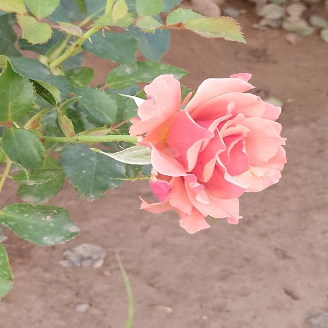 Wheat Instance Segmentation Dataset By University