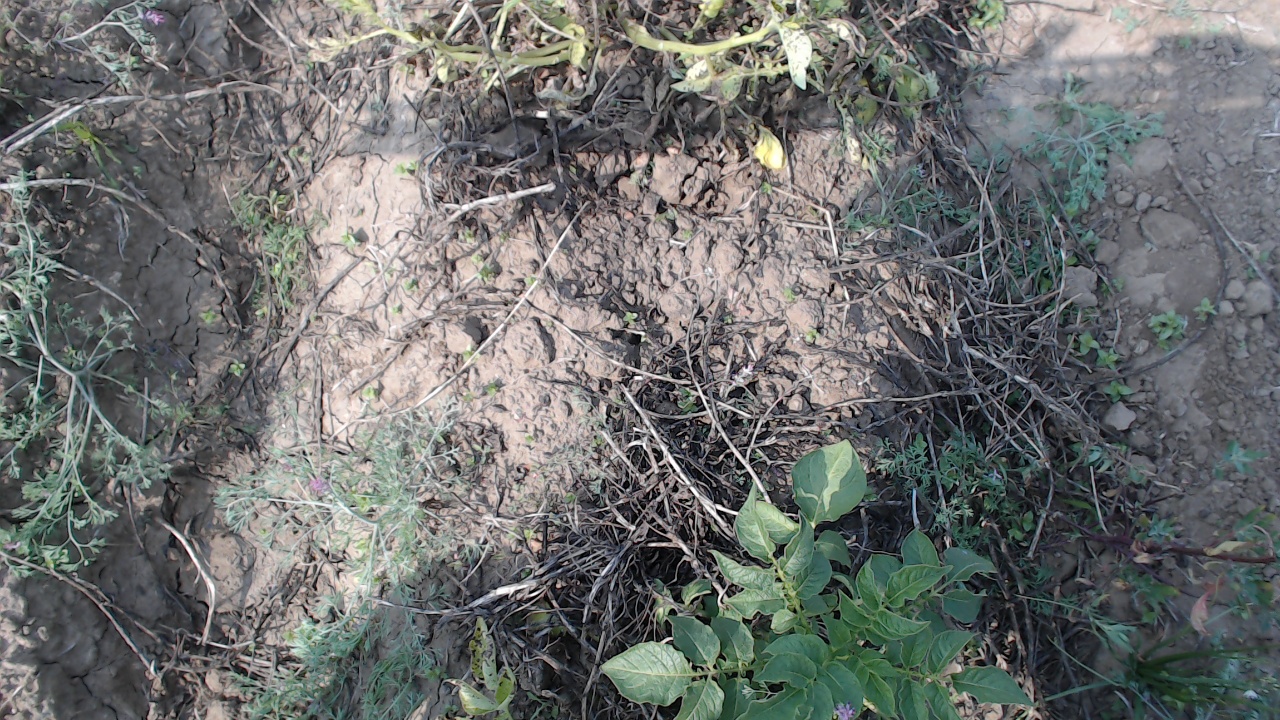 potato weeds Object Detection Dataset and Pre-Trained Model by university