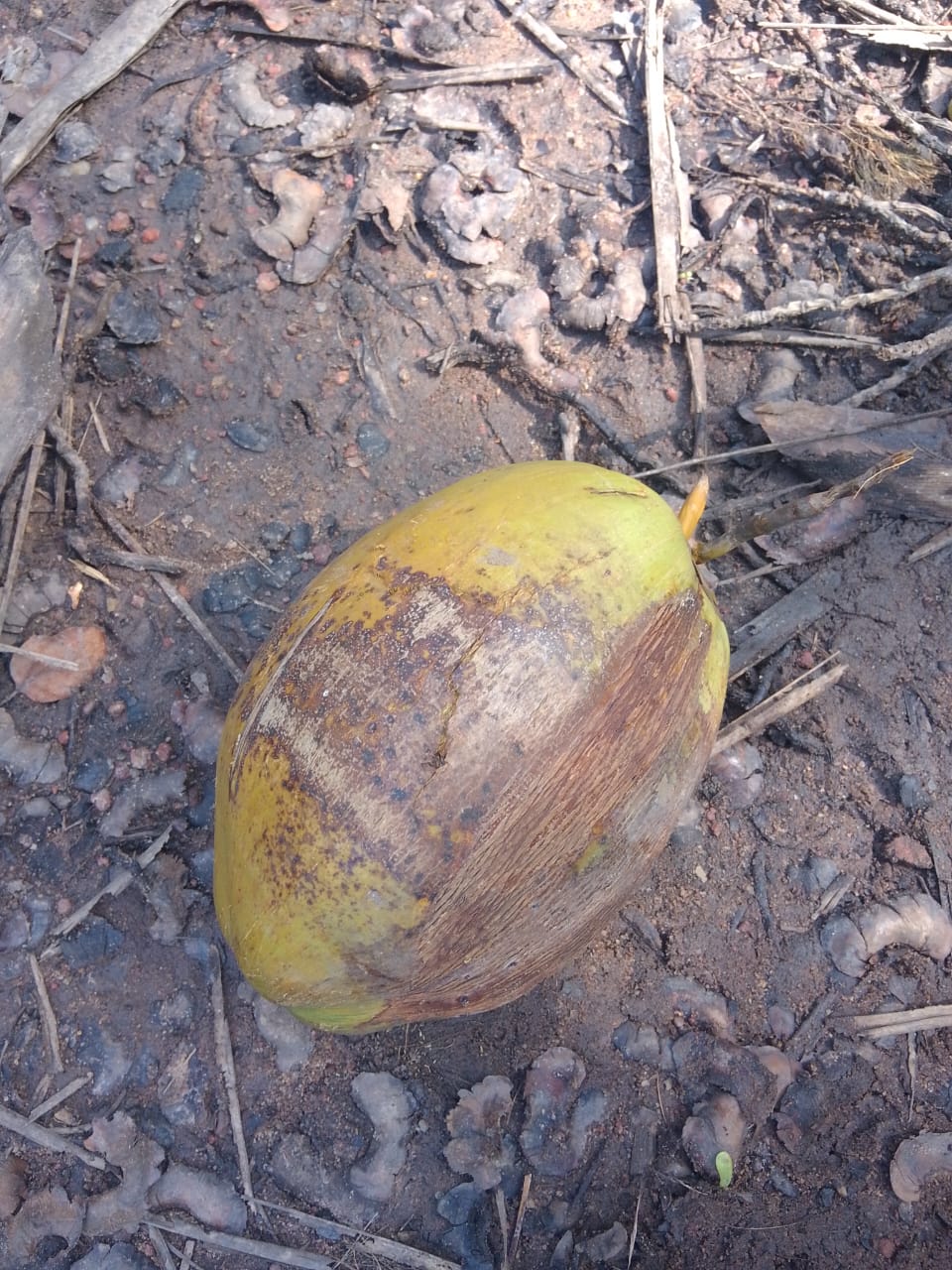 Coconut Detection Ai Object Detection Dataset By Coconut Ai