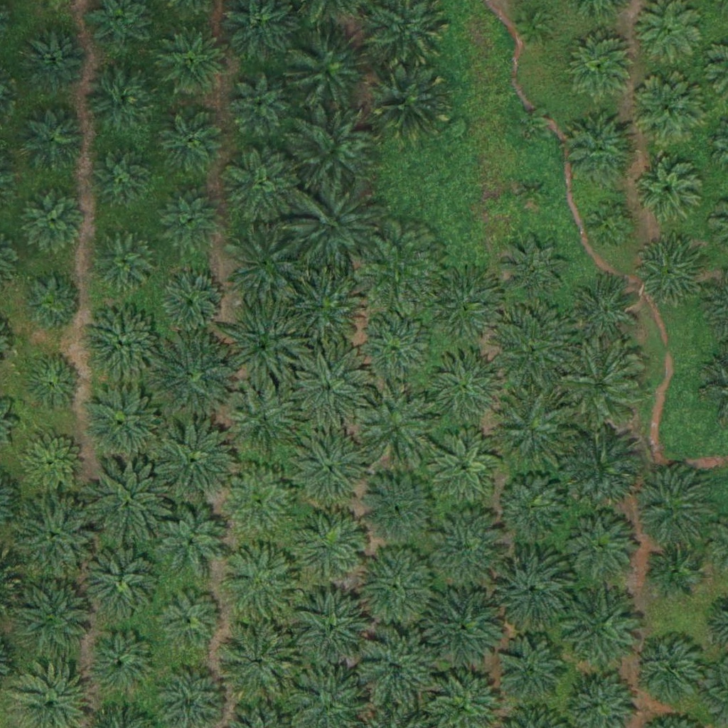 Palm Tree Object Detection Dataset By Masood