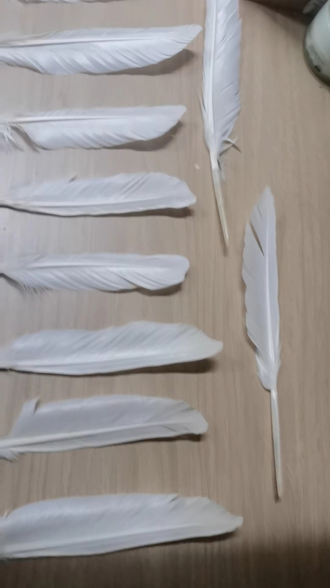 Feather Object Detection Dataset And Pre Trained Model By Other