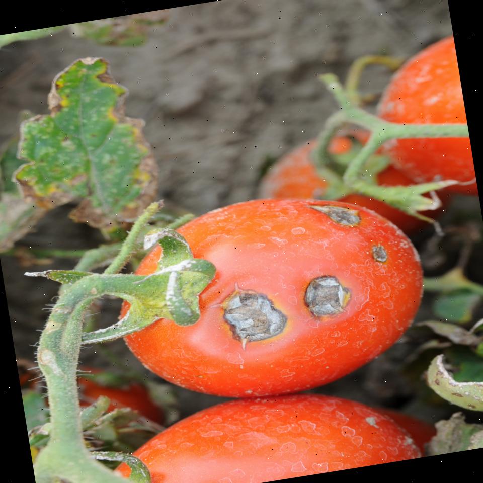 tomato diseases Classification Model by college