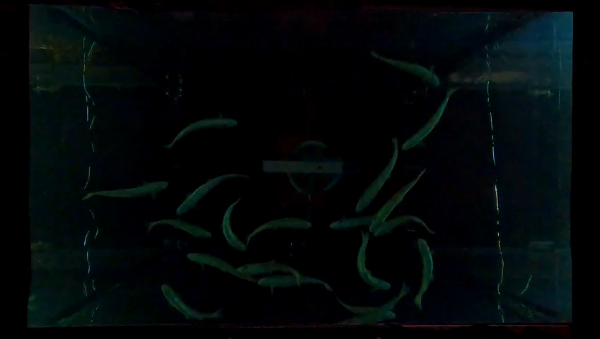 Fish tracking (fish-tracking-s61ch) - Roboflow Universe