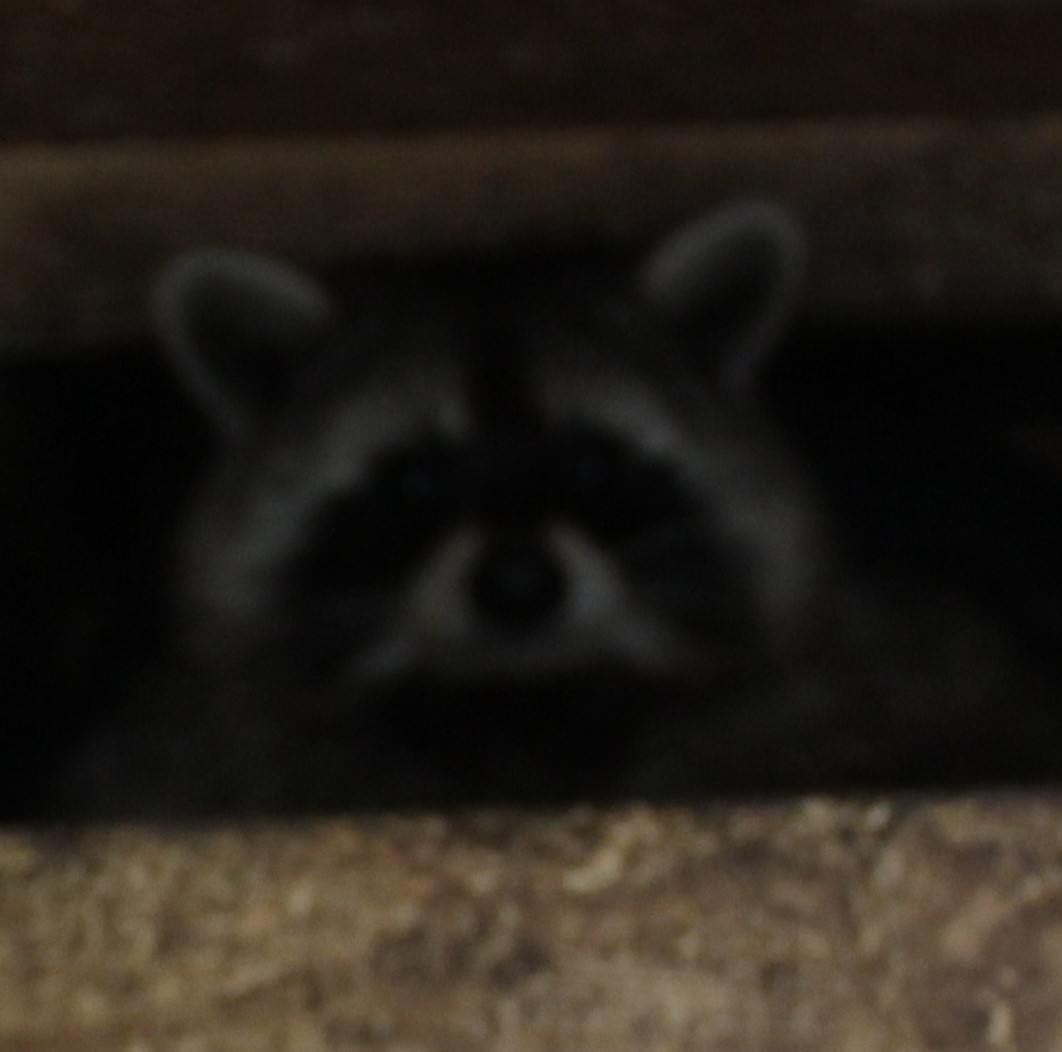 Raccoon Recognition Classification Dataset And Pre Trained Model By