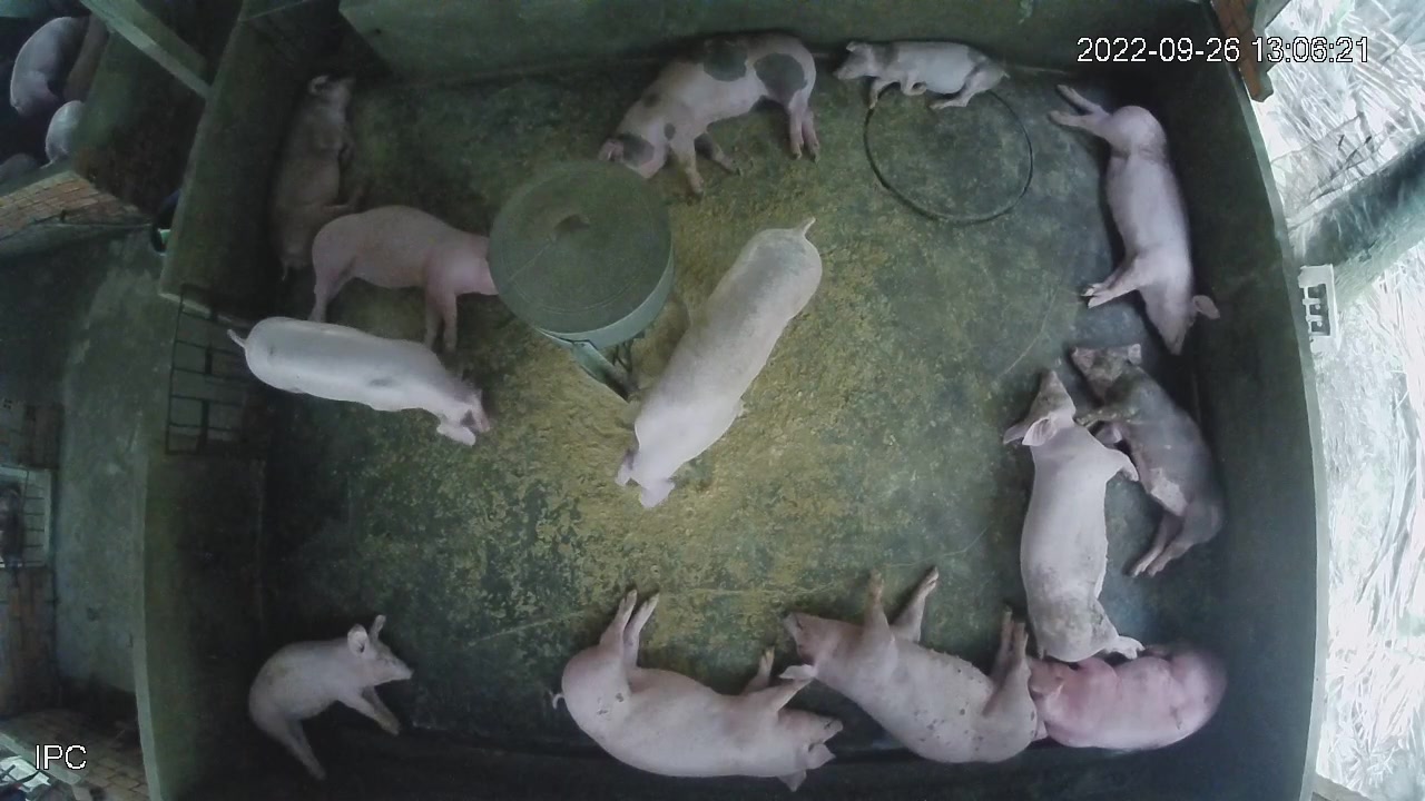 Top Pig Datasets and Models | Roboflow Universe