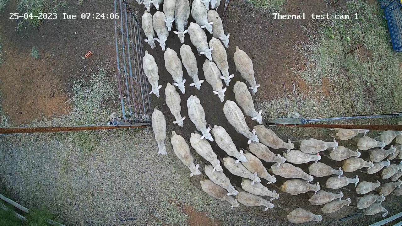 Sheep Gen3 Object Detection Dataset by GBES