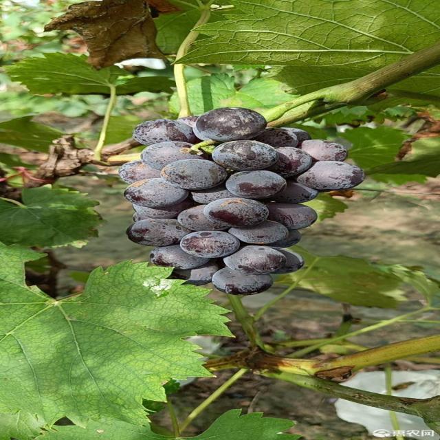 Grapes One class Object Detection Model by DD