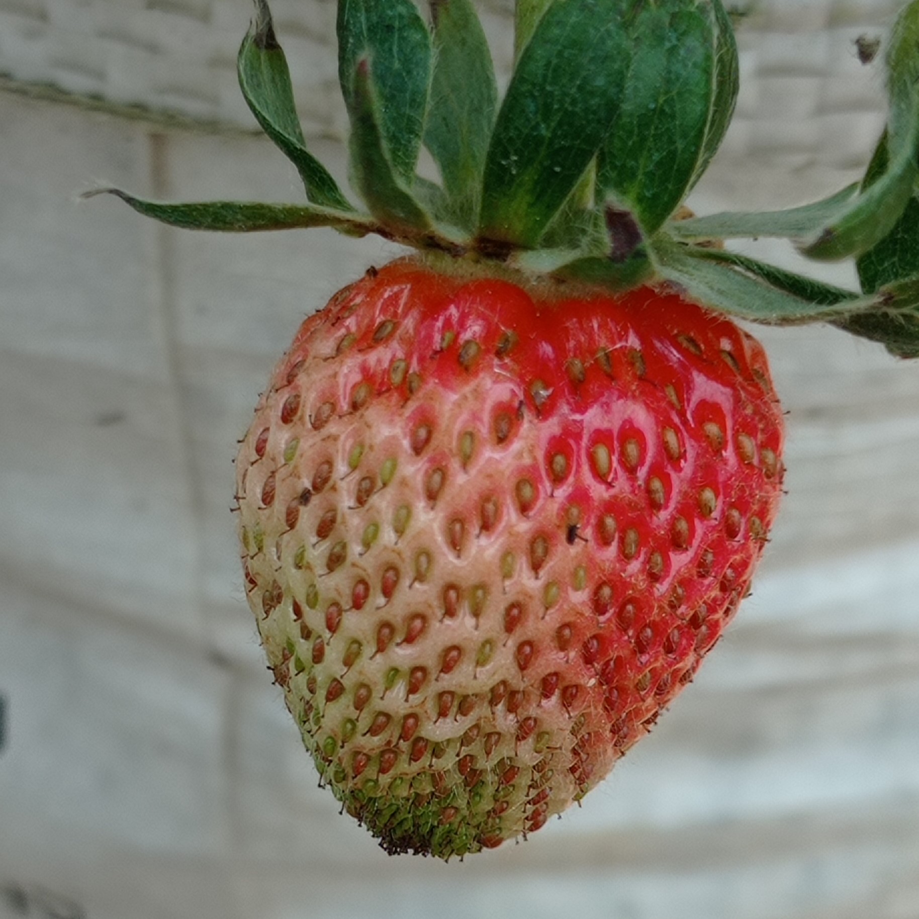 solopow - Roboflow Universe