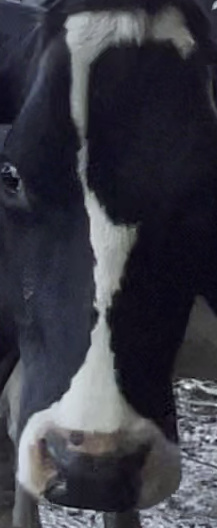 new cow face Object Detection Dataset by nevosha