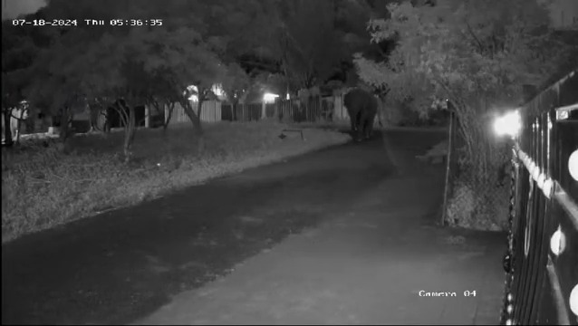 Animal Alert Object Detection Model by Human Wildlife