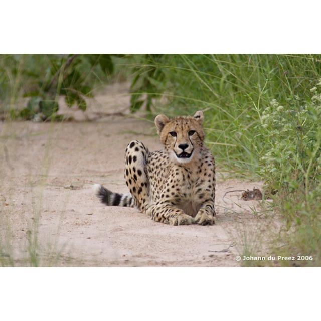 Wildlife Detection Object Detection Dataset By Blynkofzameel