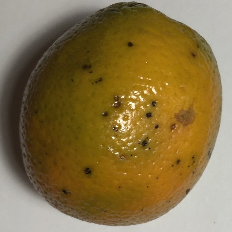 How To Use The Orange Object Detection Object Detection Api