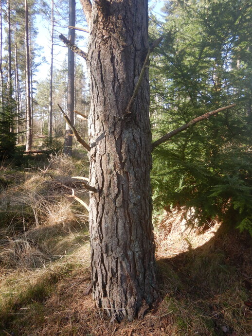 Tree Stems Dataset And Pre Trained Model By Stem Detection