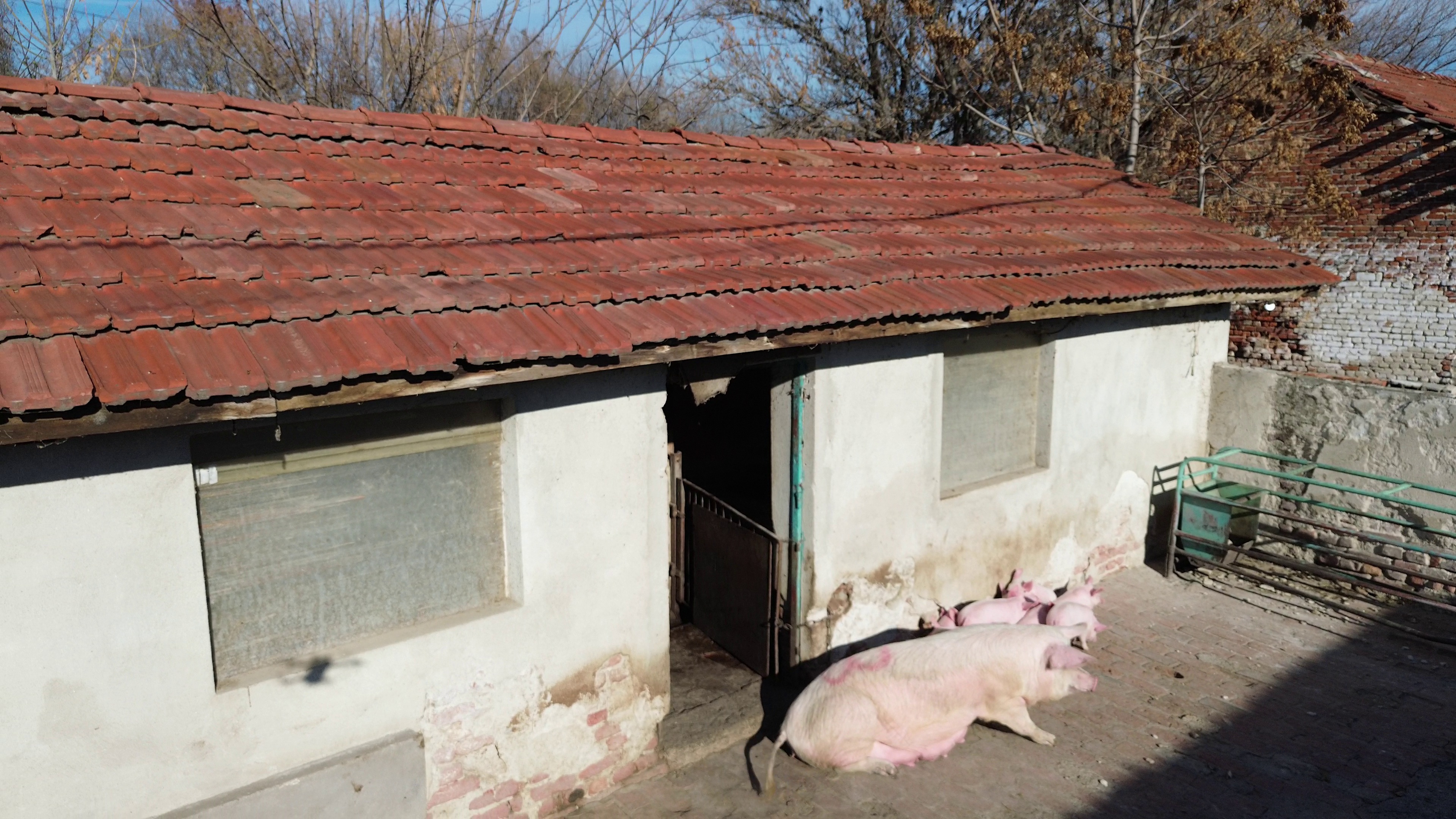 471_pigs_mask Instance Segmentation Model by Ivanpigs