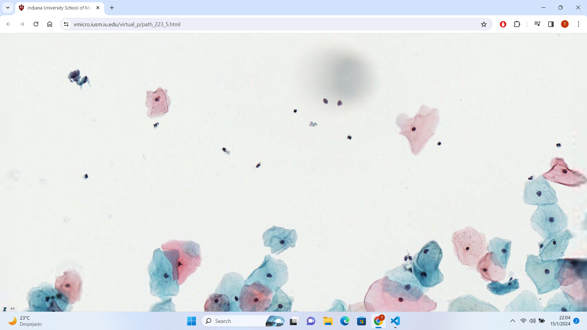 Test Object Detection Dataset And Pre Trained Model By Testa