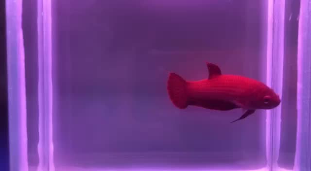 Betta Fish Classification Object Detection Model by Object Detection